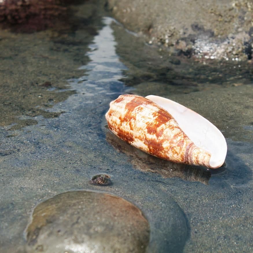 Geography Cone Shell | Conus Geographus