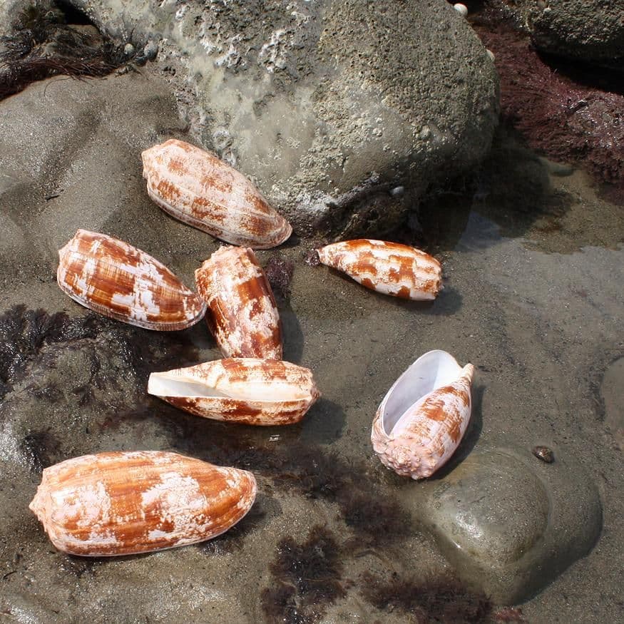 Geography Cone Shell | Conus Geographus