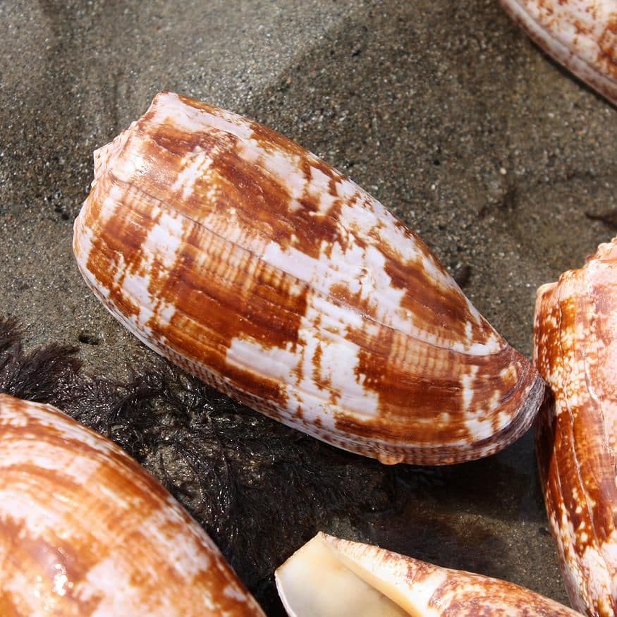 Geography Cone Shell | Conus Geographus