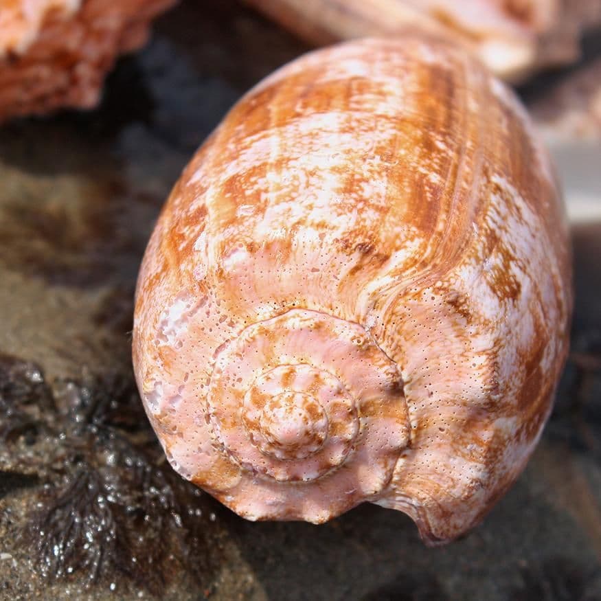 Geography Cone Shell | Conus Geographus