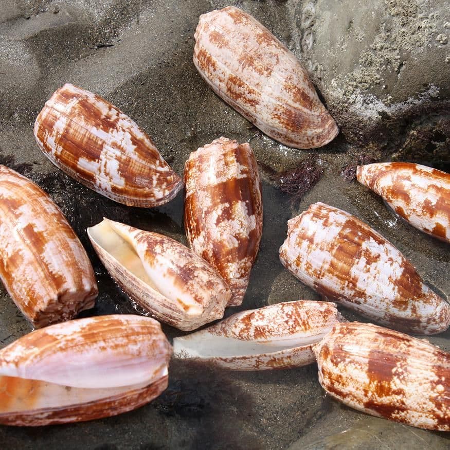 Geography Cone Shell | Conus Geographus