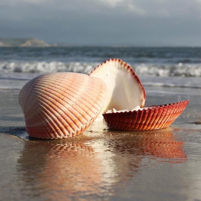 Giant Heart Cockle | Plagiocardium Pseudolima | Seashell Ring Bearer