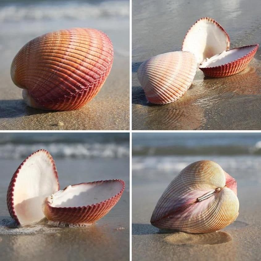 Giant Heart Cockle | Plagiocardium Pseudolima | Seashell Ring Bearer