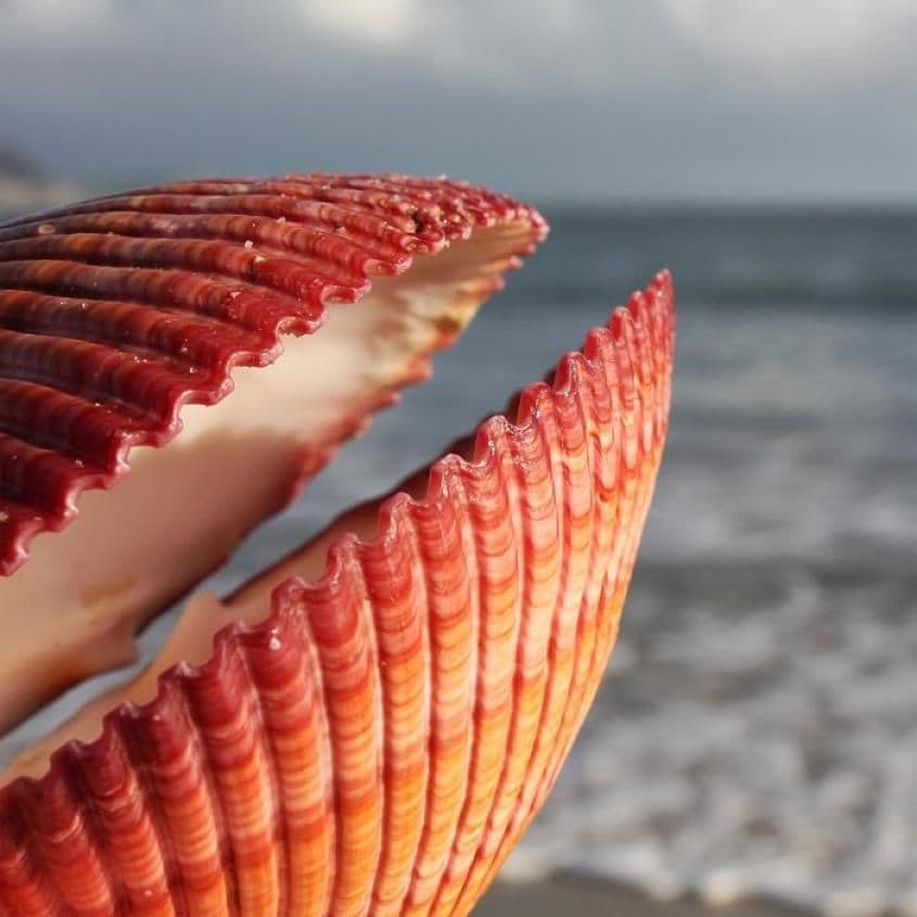 Giant Heart Cockle | Plagiocardium Pseudolima | Seashell Ring Bearer