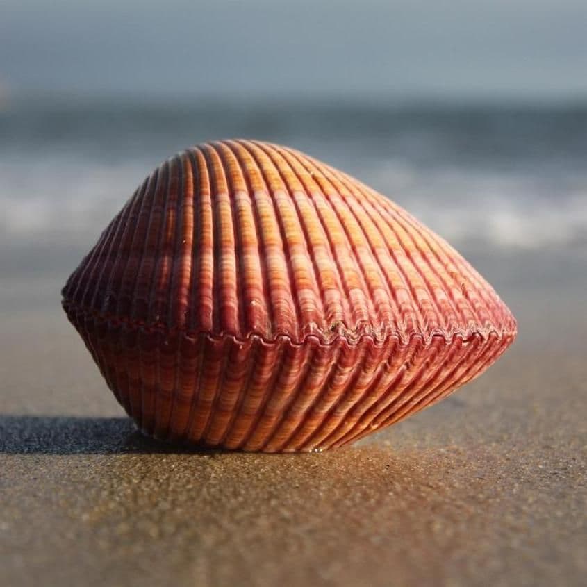 Giant Heart Cockle | Plagiocardium Pseudolima | Seashell Ring Bearer
