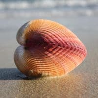 Giant Heart Cockle | Plagiocardium Pseudolima | Seashell Ring Bearer