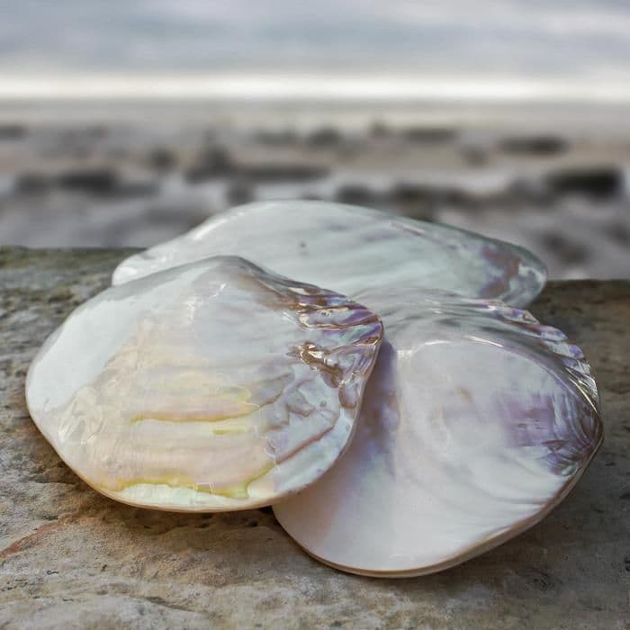 Giant Polished Clam Shell | Large Polished Shell | Mother of Pearl Shells