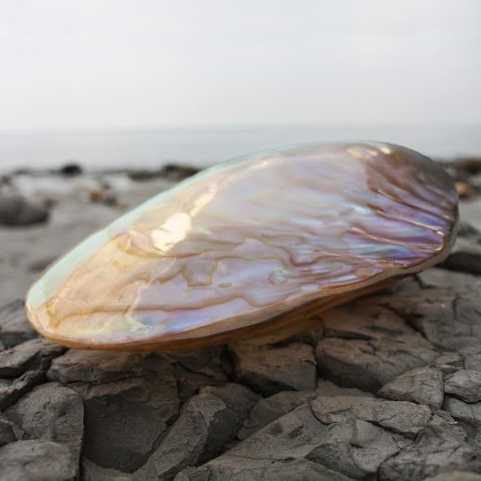 Giant Polished Clam Shell | Large Polished Shell | Mother of Pearl Shells