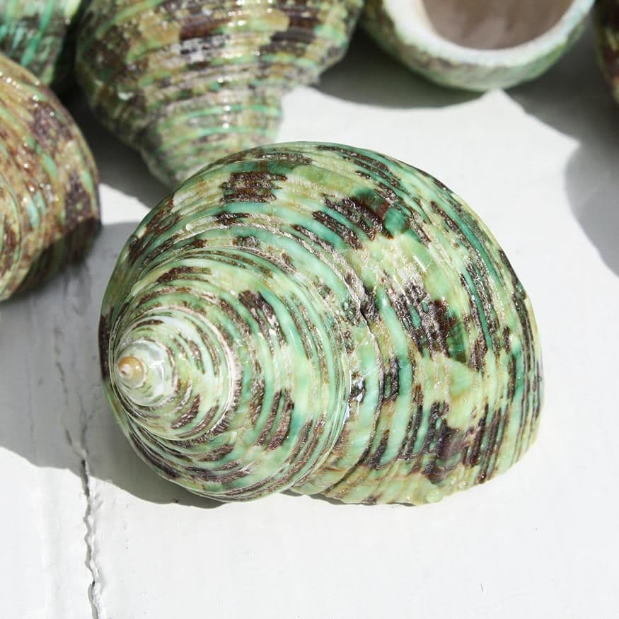 Green Turban Shell | Bruneus Turbo | Natural Seashell