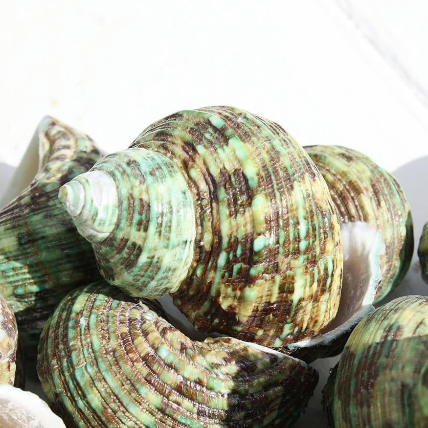 Green Turban Shell | Bruneus Turbo | Natural Seashell