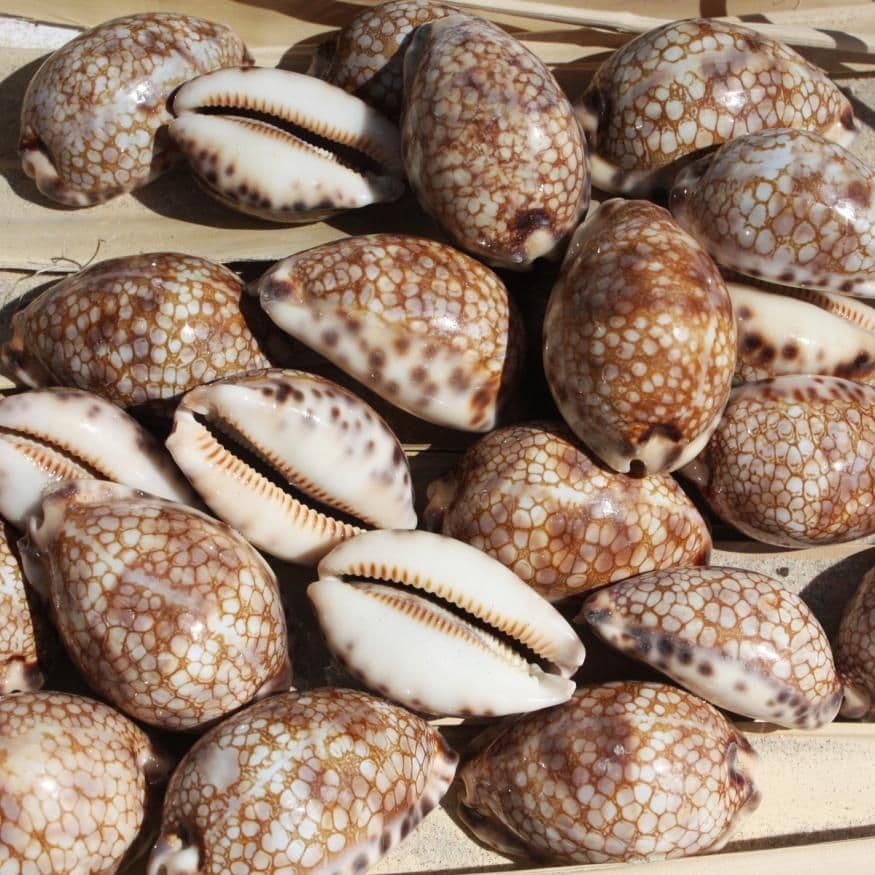 Harlequin Cowrie Shell | Cyprea Mauritia Histrio Westralis | Natural ...