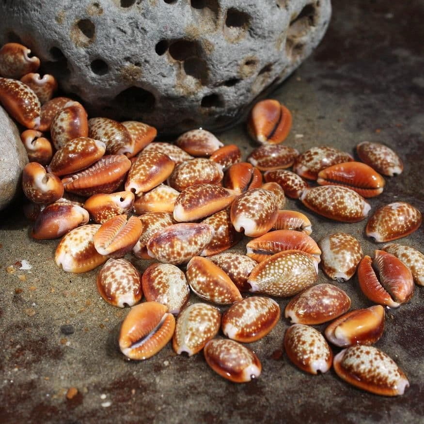 Honey Cowrie Shell | Cypraea Naria Helvola | Natural Seashell