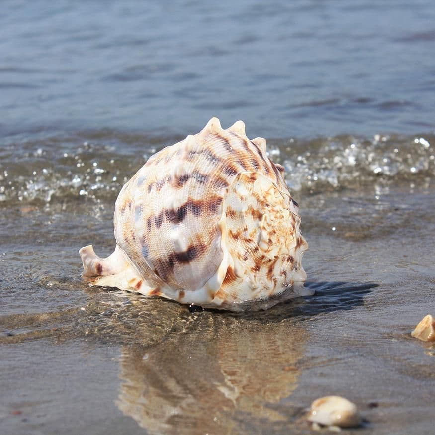 Horned Helmet Shell | Cassis Cornuta | Beach Shells