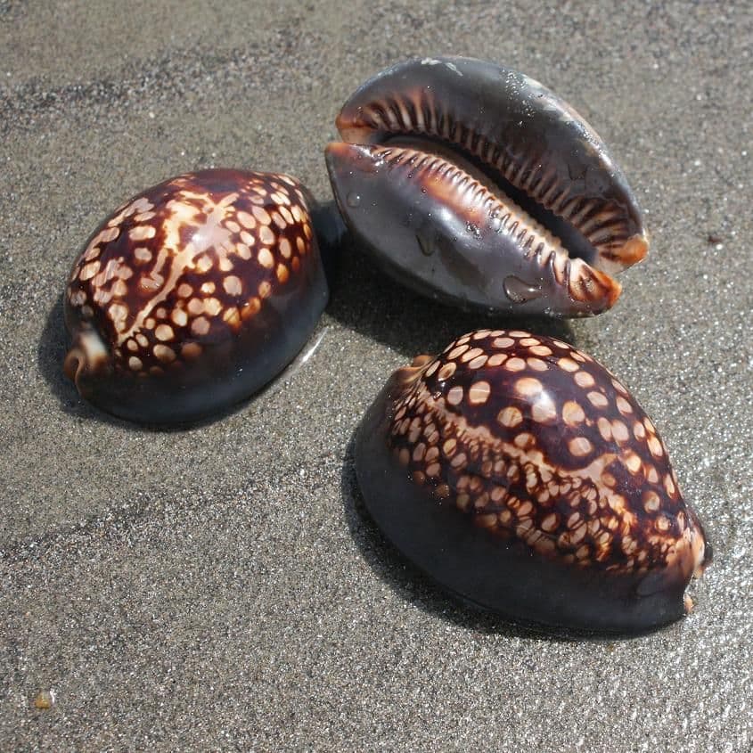 Hump Backed Cowrie | Mauritia mauritiana | Natural Seashell