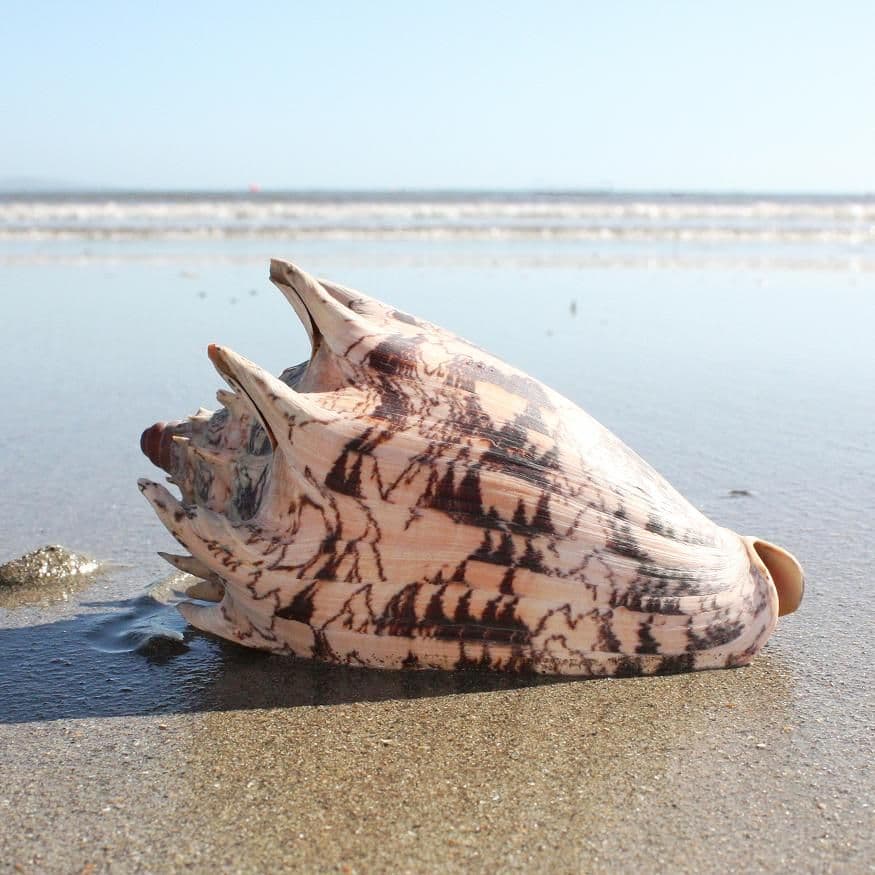 Imperial Volute Shell | Cymbiola Imperialis | Beach Shells