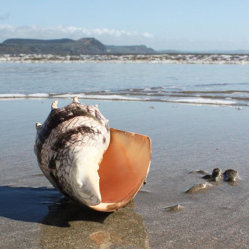 Imperial Volute Shell | Cymbiola Imperialis | Beach Shells