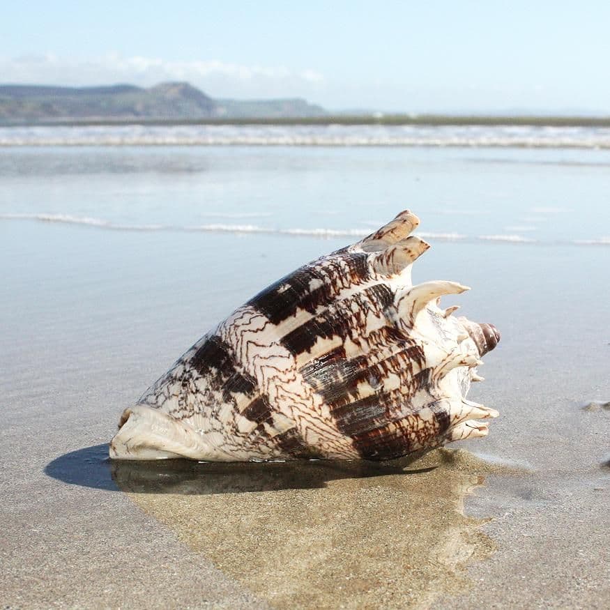 Imperial Volute Shell | Cymbiola Imperialis | Beach Shells