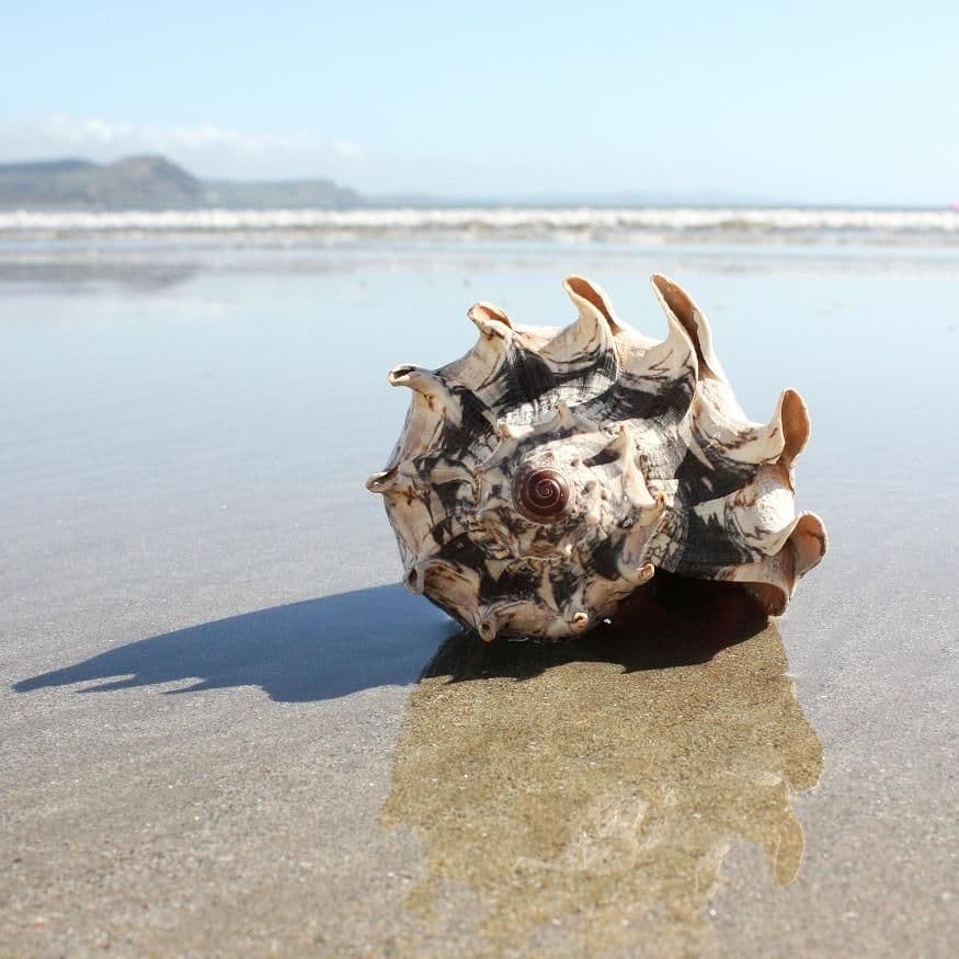 Imperial Volute Shell | Cymbiola Imperialis | Beach Shells
