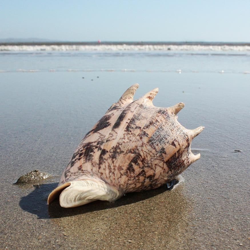 Imperial Volute Shell | Cymbiola Imperialis | Beach Shells