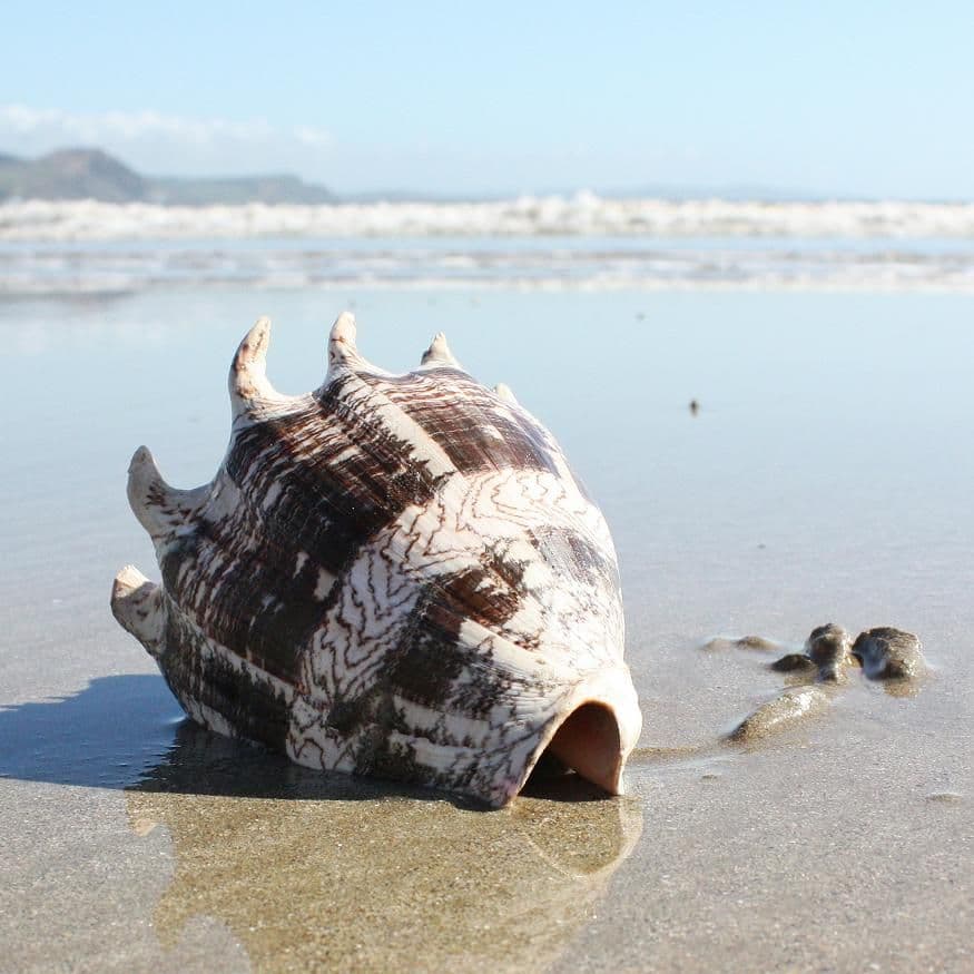 Imperial Volute Shell | Cymbiola Imperialis | Beach Shells