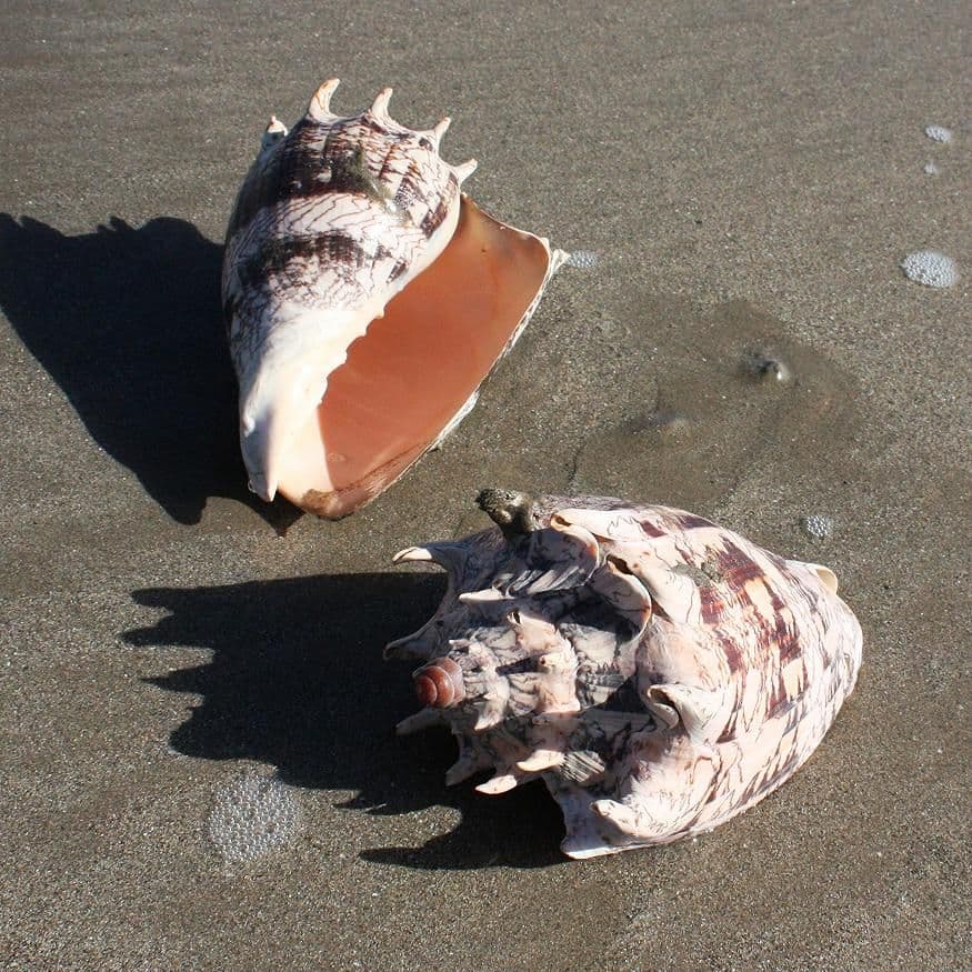 Imperial Volute Shell | Cymbiola Imperialis | Beach Shells