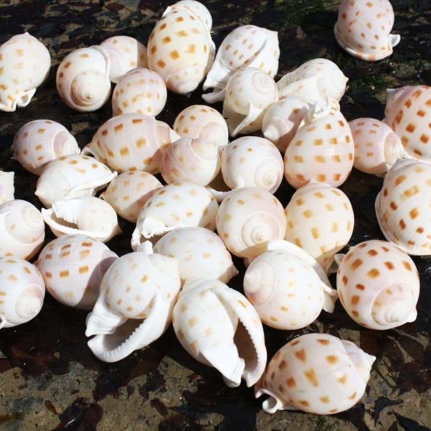 Japanese Bonnet Shell | Phalium Areola Bisulcatum | Beach Shells