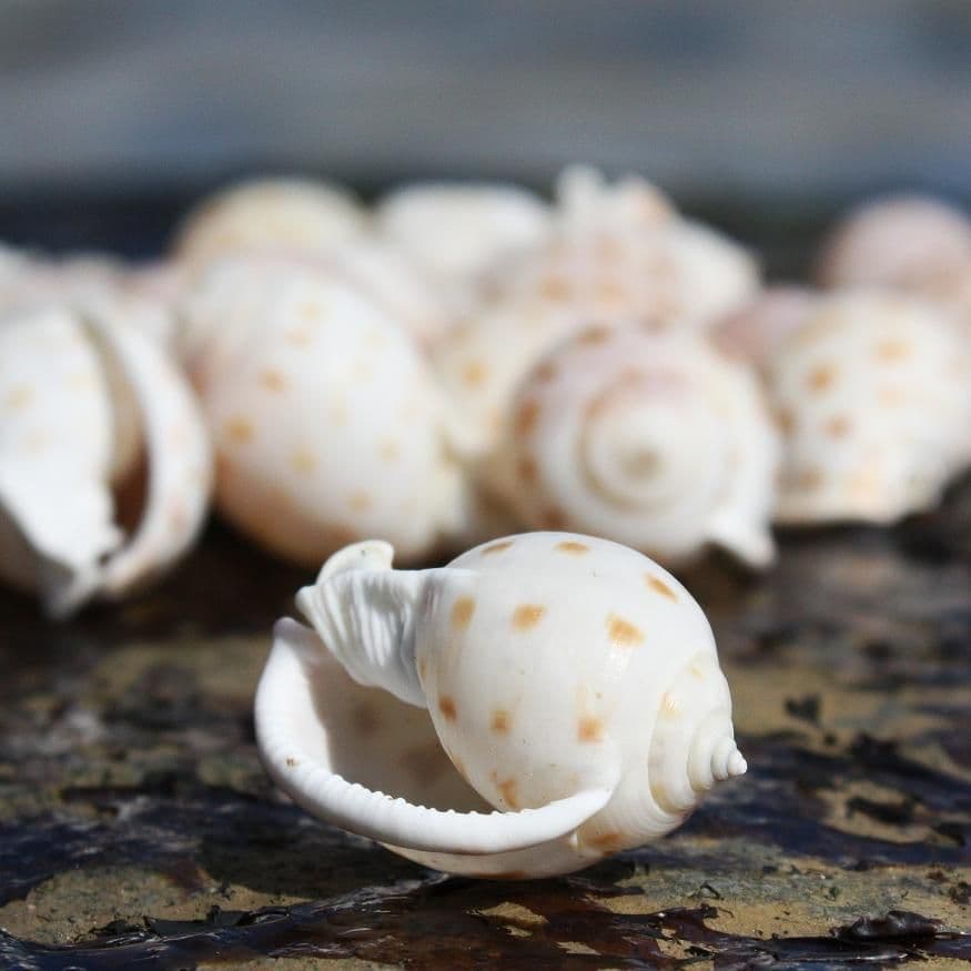 Japanese Bonnet Shell | Phalium Areola Bisulcatum | Beach Shells