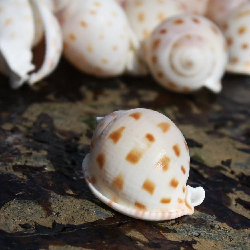 Japanese Bonnet Shell | Phalium Areola Bisulcatum | Beach Shells