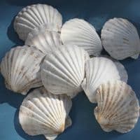 King Scallop Shell | Pecten Maximus | Beach Shell