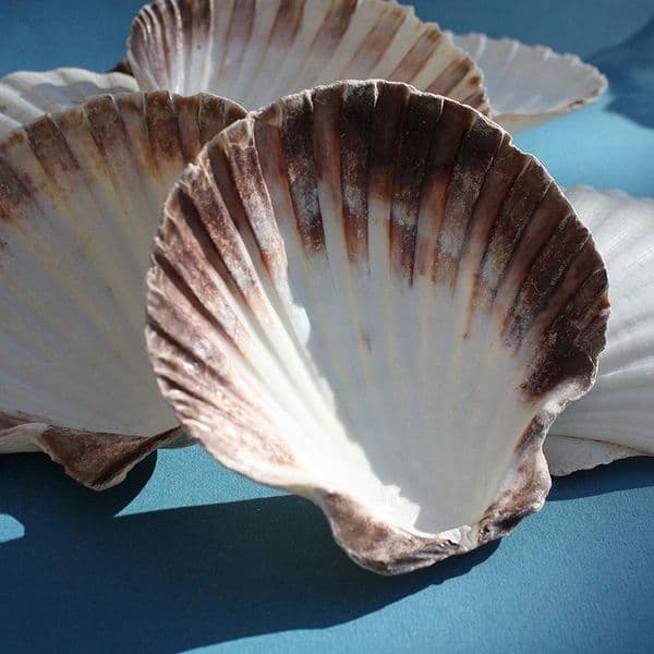 King Scallop Shell | Pecten Maximus | Beach Shell