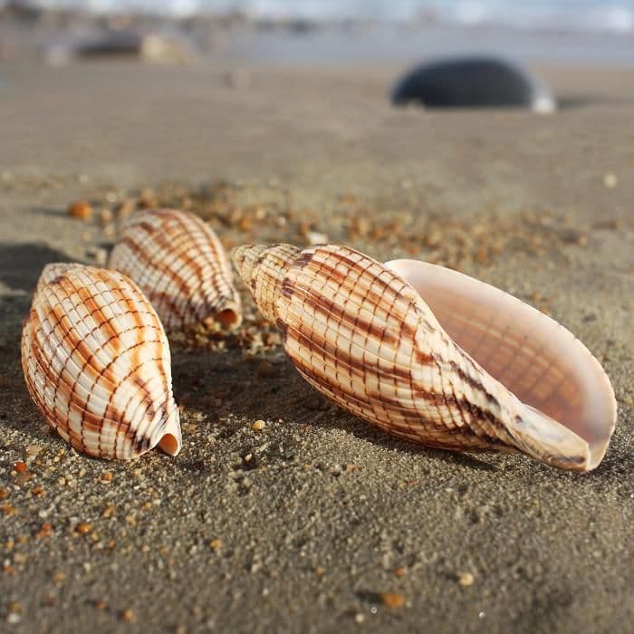 Kurodas Lyria Shell | Lyria Kurodai | Beach Shells