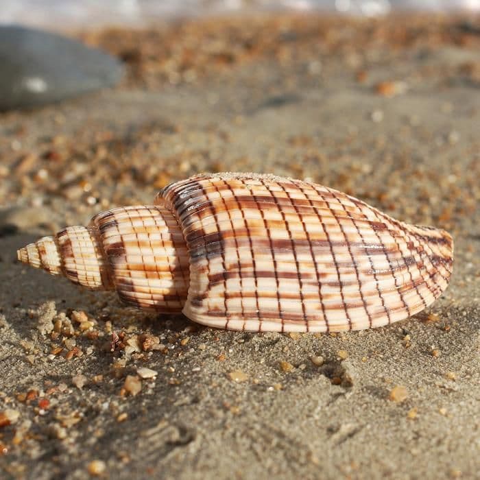 Kurodas Lyria Shell | Lyria Kurodai | Beach Shells