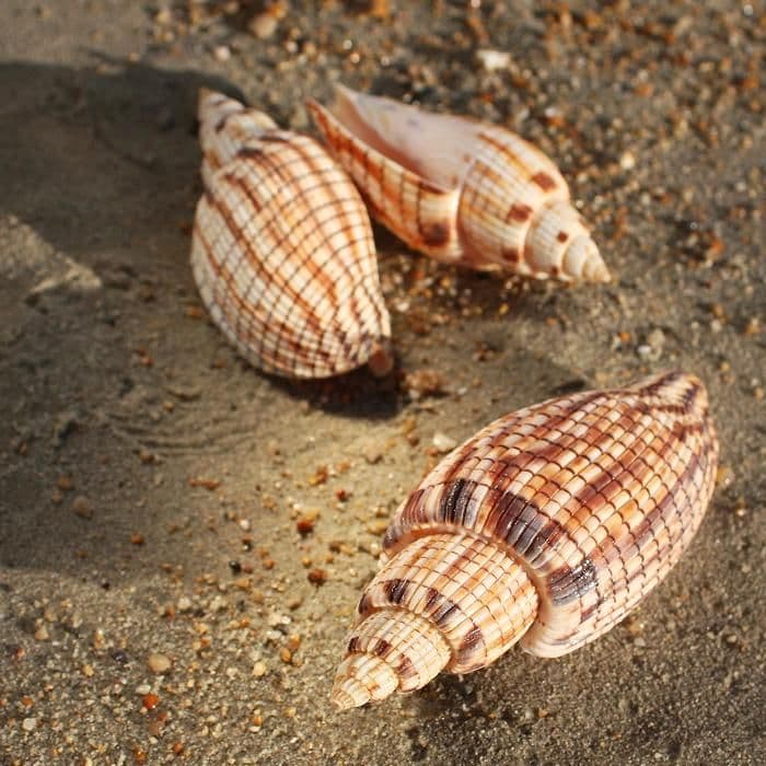 Kurodas Lyria Shell | Lyria Kurodai | Beach Shells