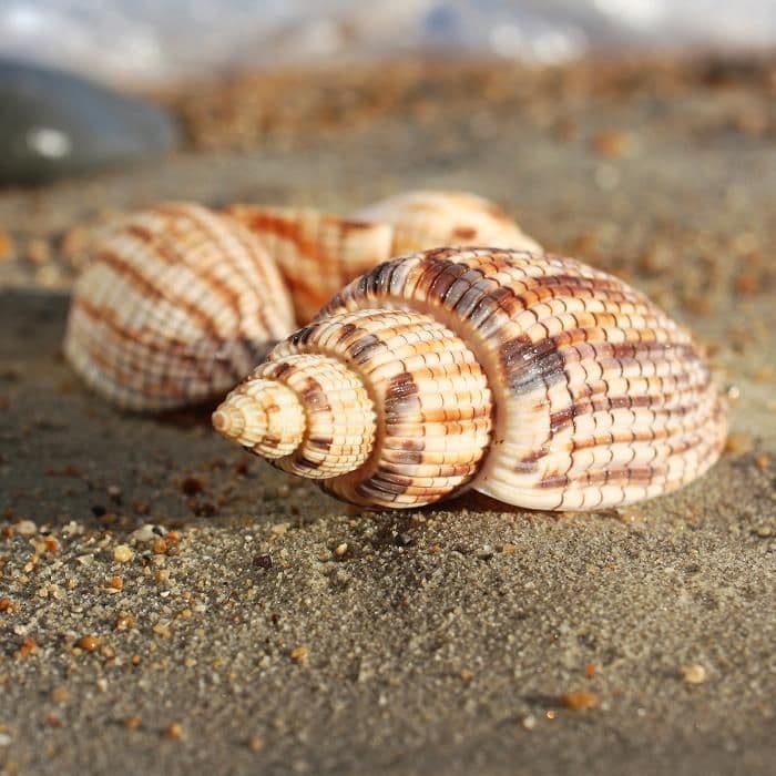 Kurodas Lyria Shell | Lyria Kurodai | Beach Shells