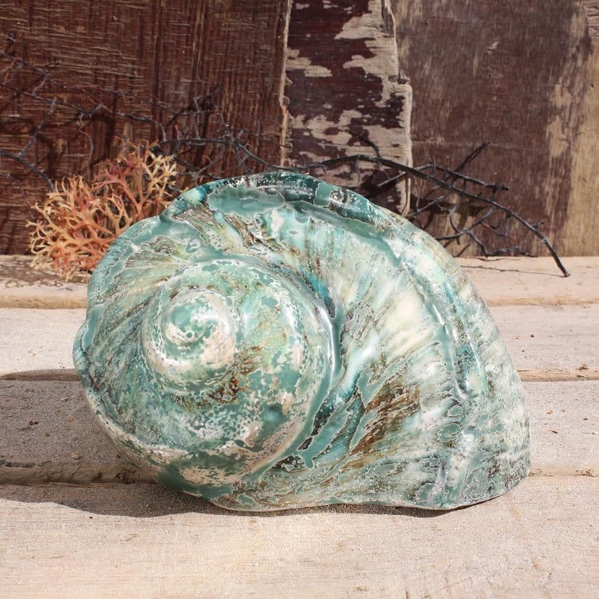 Polished Great Green Turban Shell | Large Turbo Marmoratus | Natural ...