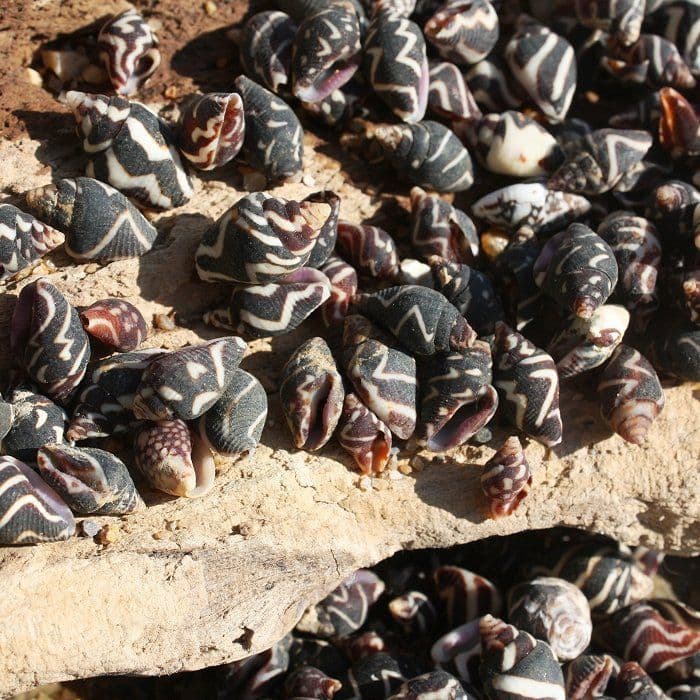 Lightning Dove Shell Pack | Pyrene Acellata Seashells | Beach Shells