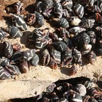 Lightning Dove Shell Pack | Pyrene Acellata Seashells | Beach Shells