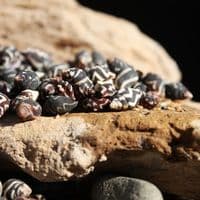 Lightning Dove Shell Pack | Pyrene Acellata Seashells | Beach Shells