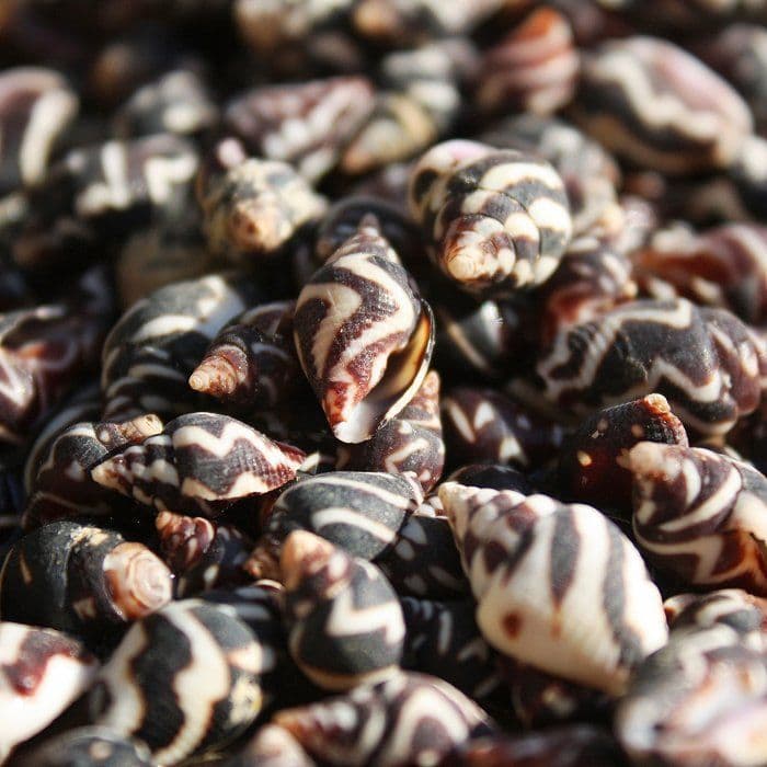 Lightning Dove Shell Pack | Pyrene Acellata Seashells | Beach Shells
