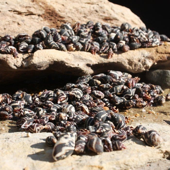 Lightning Dove Shell Pack | Pyrene Acellata Seashells | Beach Shells