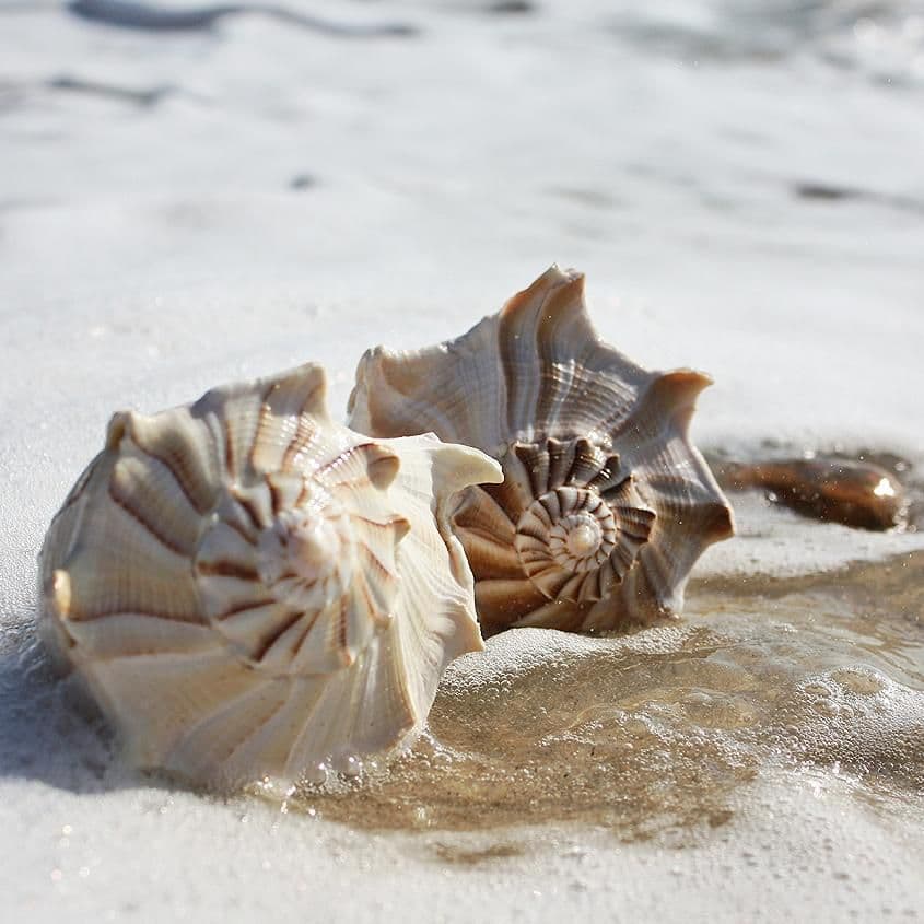 Lightning Whelk Shell | Sinistral Seashell | Beach Shells