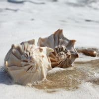 Lightning Whelk Shell | Sinistral Seashell | Beach Shells