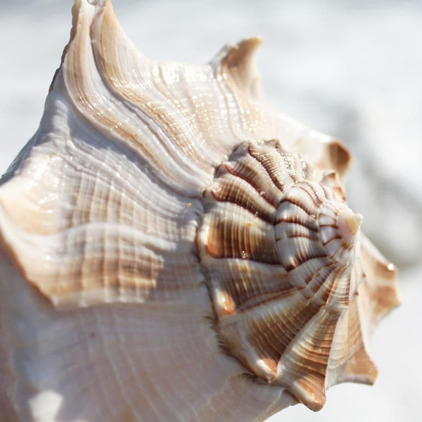 Lightning Whelk Shell | Sinistral Seashell | Beach Shells