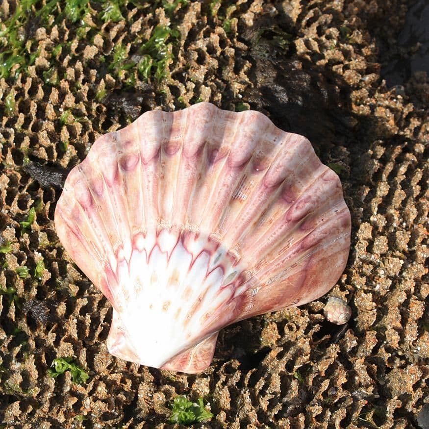 Lions Paw Scallop Shell | Nodipecten Nodosus | Polished Shell | Shells for Sale