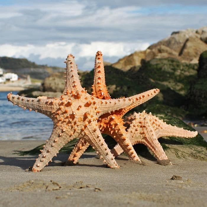 Long Spine Starfish | Sea Life | Starfish