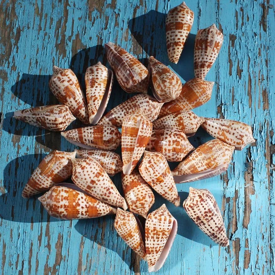 Lynceus Cone Shell | Conus Lynceus | Beach Shells