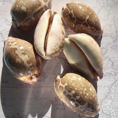 Map Cowrie Shells | Seashells | Cypraea Mappa Shell