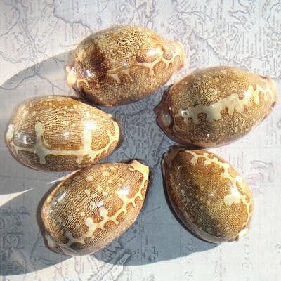 Map Cowrie Shells | Seashells | Cypraea Mappa Shell