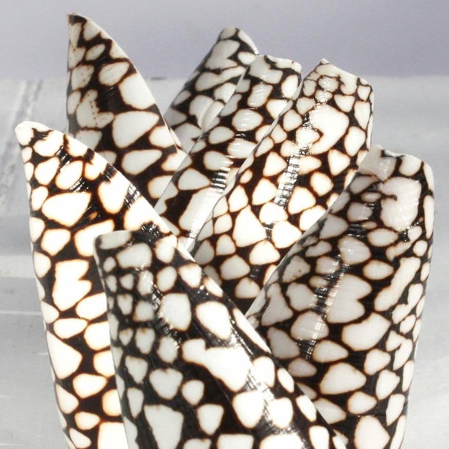 Marble Cone Shell | Conus Marmoreus