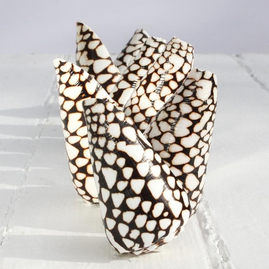 Marble Cone Shell | Conus Marmoreus